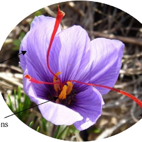 Parts Of Crocus Sativus L Flower Download Scientific Diagram