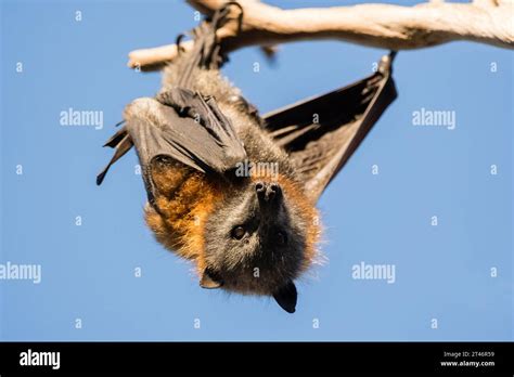 Grey Headed Flying Fox Pteropus Poliocephalus Afternoon Hanging In