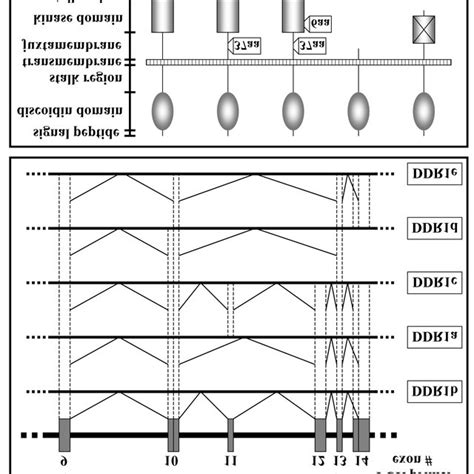 Schematic Diagram Of The Different Isoforms Of Ddr1 The Upper Panel Schematic Diagram Of The Different Isoforms Of Ddr1 The Upper Panel