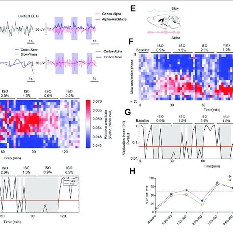 Pac In Cortex And Thalamocortical Networks A Schematic Cortex Slow