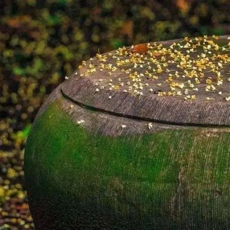 【每日一诗】王维：鸟鸣涧（1624）大鹏公众邮箱