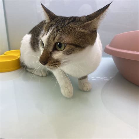 코리안숏헤어 제아 폼스키크기 폼치크기 폼피츠크기 푸숑크기 노르웨이숲크기 데본렉스크기 뱅갈크기 샴크기 셀커크렉스크기 스핑크스크기 아메리칸숏헤어크기 아메리칸컬크기 아비시니안크기