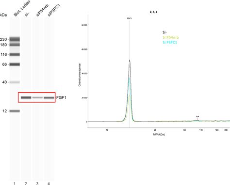 Figures And Data In Long Non Coding Rna Neat1 And Paraspeckle Components Are Translational