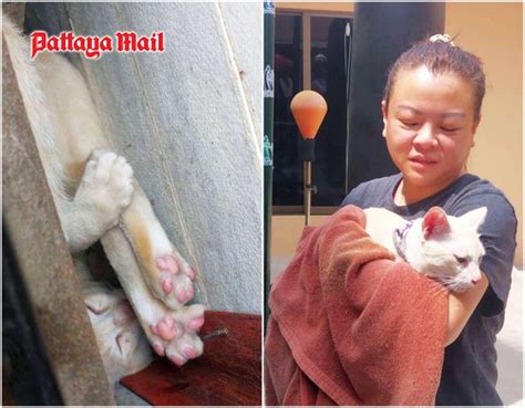 Pattaya Rescuers Free Cat Stuck Between Rock And Hard Place Pattaya Mail