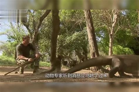 印度出现5米长“恐龙”，村民纷纷围观，专家：远离它们！恐龙村民