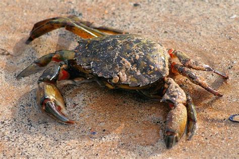 Different Crab Types With Names And Pictures