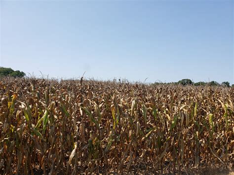 Impact Of Drought On Residual Soil Nitrate Ut Crops News