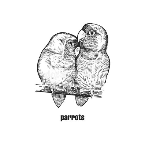Realistic Bird Parrot With Crest And Pink Cheeks Black And Whit Stock