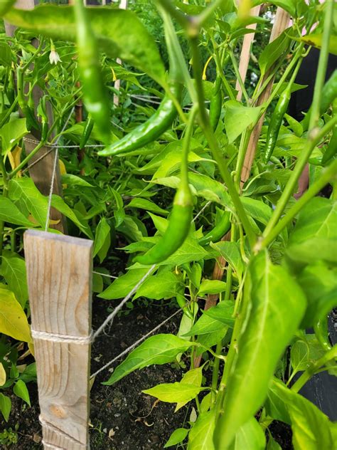 Hot Pepper Identification R Hotpeppers