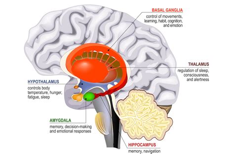 Emotion Structures — Richards On The Brain