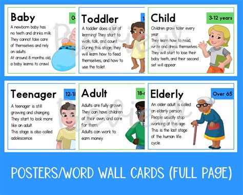 Human Life Cycle Free Word Template