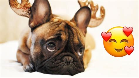 СМЕШНЫЕ французские бульдоги 20 Просто попробуй не рассмеяться Youtube