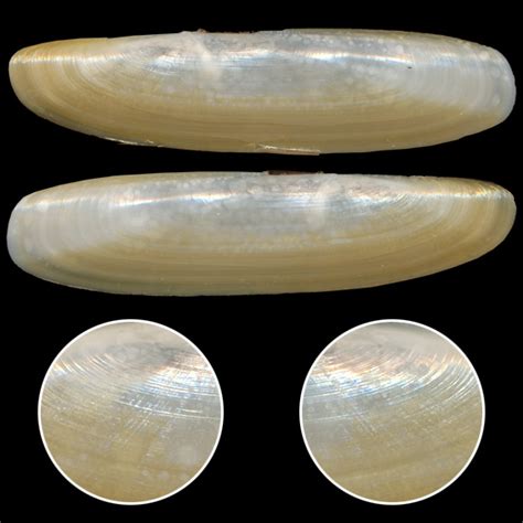 Pharus Legumen