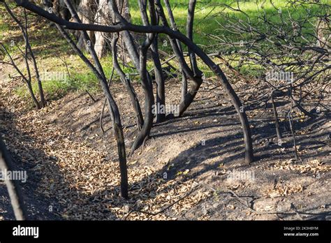 Nature Grows After Fire Stock Photo Alamy