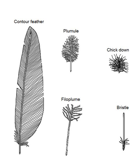 Integumentary Surface Of The Bird Poultry Hub Australia
