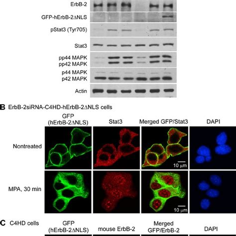 The Nuclear Stat3erbb 2 Complex Regulates In Vitro Breast Cancer Download Scientific Diagram