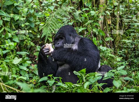 Mountain Gorilla Gorilla Beringei Silverback Dominant Male Eating A