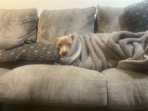 Bear M Operation Foster