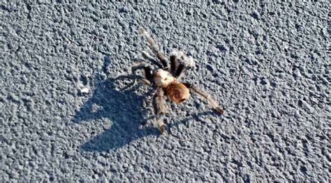 September Is Oklahomas Tarantula Migration Time
