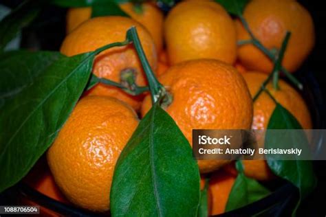 Tartlets 레드 캐 비어 닫습니다 조제입니다 맛 있는 음식 캐 비어의 텍스처입니다 그릇에 대한 스톡 사진 및 기타 이미지 Istock