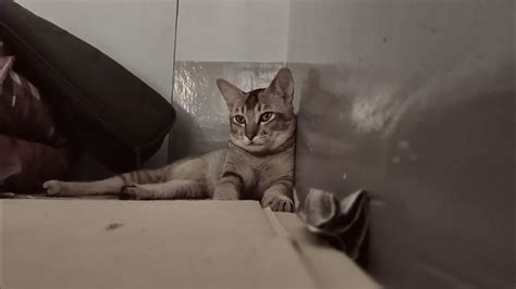 ချစ်သူသာပန်းတစ်ပွင့် Cover Youtube