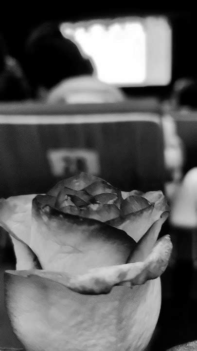 من عاشق این رز هستم چون همین رز رو به ارزو هام دادمحامیم رزسفید