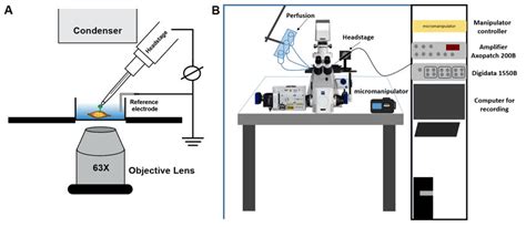 Schematic Illustration For Ciliary Patch Clamp Set Up A Schematic Download Scientific Diagram