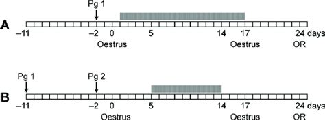 Timing Of Experimental Protocols That Used Oestrus Synchronization With
