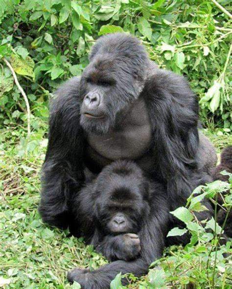 How Do Gorillas Mate