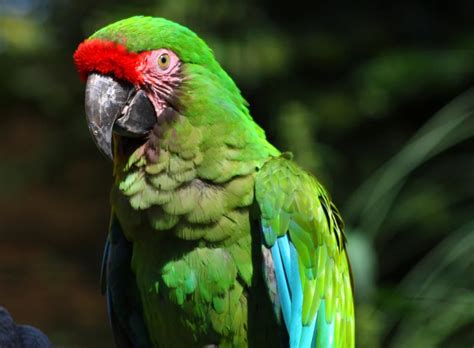Military Macaw Everland