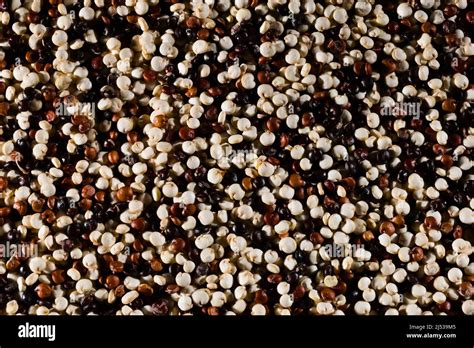 Quinoa Seed Tricolor White Red Black Chenopodium Quinoa Seeds Stock