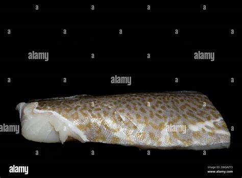 Trimmed Fillet With Skin Of Norwegian Winter Cod Called Skrei Come From The Barents Sea And