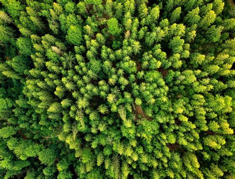 ‘ultra Early Wildfire Detection Network Installed In Spanish Forests