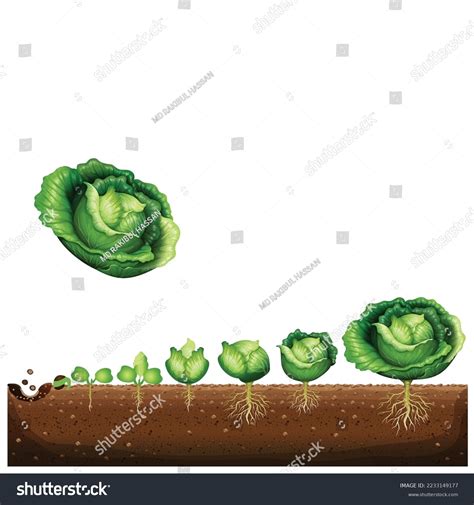Cabbage Plant Growth Stages