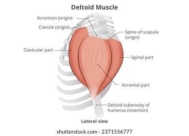 Deltoid Origin And Insertion