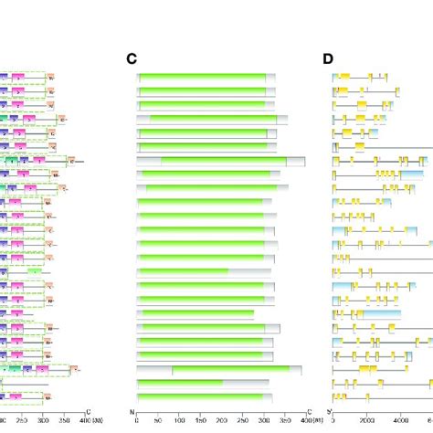 Phylogenetic Relationship Conserved Motifs Conserved Domains And Gene Download Scientific