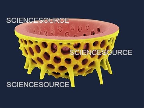 Diatom Under A Microscope Sem Stock Image Science Source Images