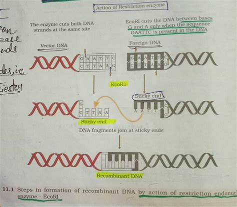 11 1 Steps In Formation Of Recombinant Dna By Action Of Restriction Endon