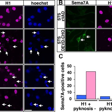 Caspase Dependent Appearance Of Sema7a Immunoreactivity In Cultured