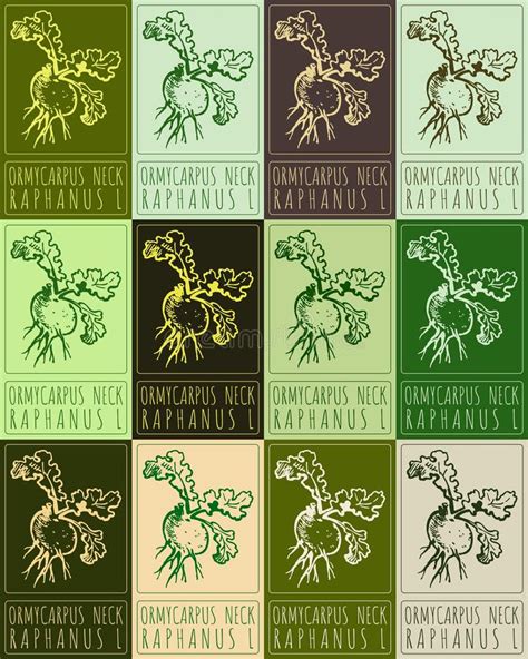 Raphanus L Stock Illustrations 3 Raphanus L Stock Illustrations