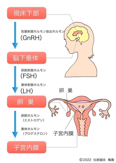 疾患解説無月経伝統鍼灸 楓庵