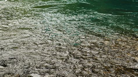 Rippling Green Waves Streams And Rivers Background Bibo Rippling