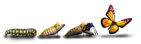 Travis Dixon Metamorphosis