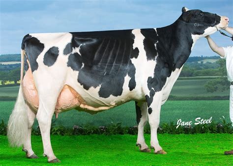 Nominations Global Holstein Cow Of The Year