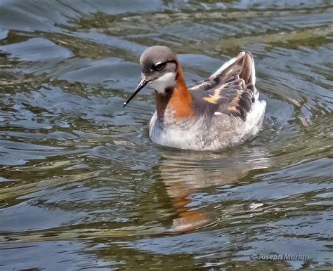 Red Necked Phalarope Birdforum