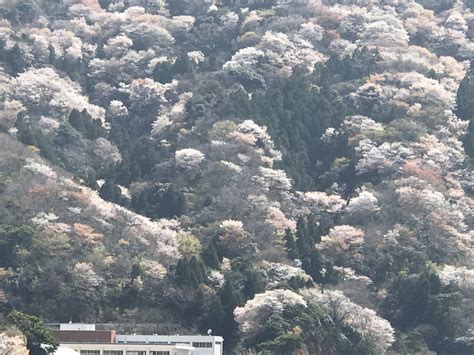 神子の山桜 常神半島神子小さな漁師町でスローな時間を 民宿松岡
