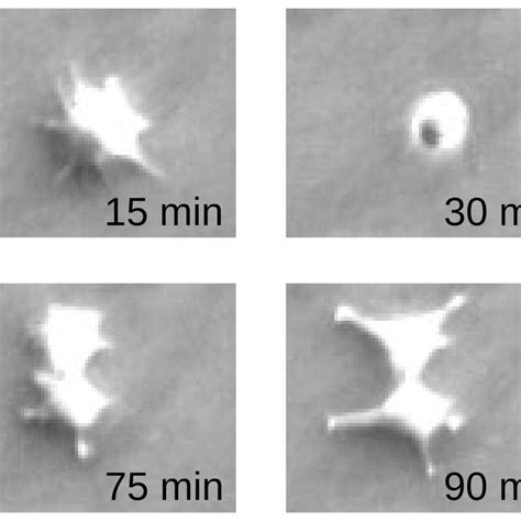 Typical Spatiotemporal Pattern Of A Mitosis In Vitro The Spindle