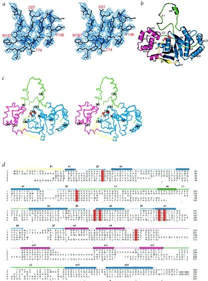 Multiple Isomorphous Replacement Mir Electron Densitymap Of Mj Fen 1