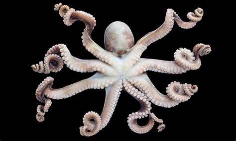 Octopus Teeth Kuow Whys The Octopus Awake Night At The Seattle