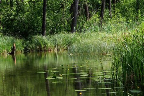 Krutyń - Kahnfahrten auf der Krutynia in Masuren.